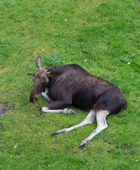 Moose Zoo Editorial Stock Photo - Stock Image | Shutterstock
