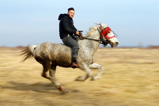Farmer Prepares Epiphany Horse Race Pietrosani Editorial Stock Photo ...