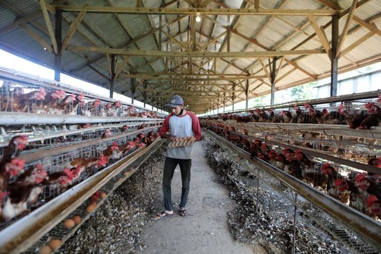Worker Collects Eggs Hen Coop Chicken Editorial Stock Photo - Stock ...