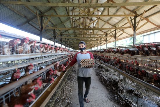 Worker Collects Eggs Hen Coop Chicken Editorial Stock Photo - Stock ...