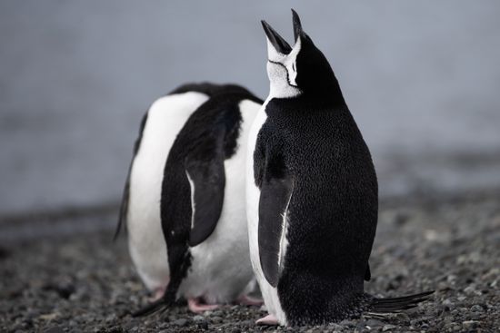 Two Barbijo Penguins Fildes Bay Rey Editorial Stock Photo - Stock Image ...