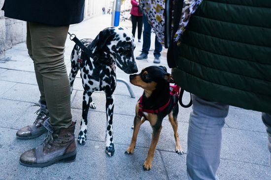 Animal Owners Seen Queues Their Animals Editorial Stock Photo - Stock ...