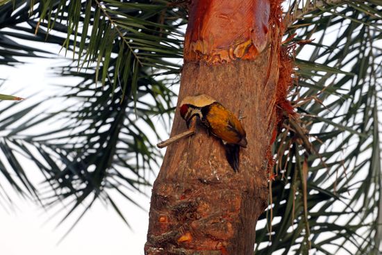 Species Woodpecker Seen Pecking Beak Into Editorial Stock Photo - Stock ...