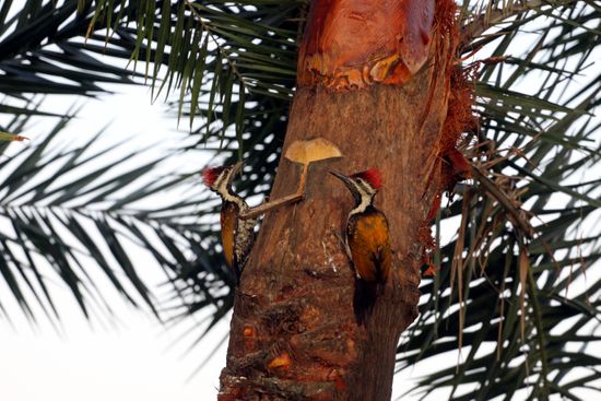 Species Woodpecker Seen Pecking Beak Into Editorial Stock Photo - Stock ...