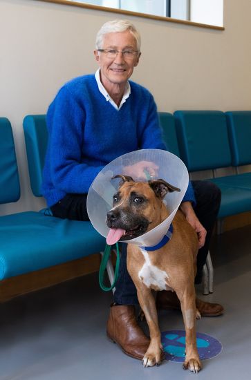 Paul Ogrady Stella Stressed Staffie Tennis Editorial Stock Photo ...