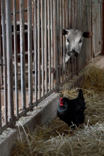 Chicken Calf Seen Inside Barn During Editorial Stock Photo - Stock ...
