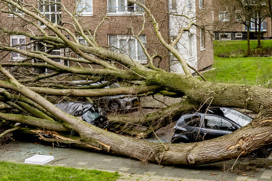 Large Tree Has Fallen Over On Editorial Stock Photo - Stock Image ...