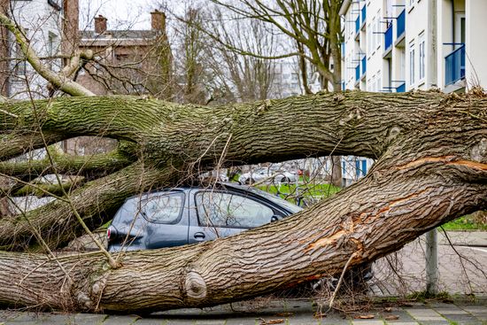 Large Tree Has Fallen Over On Editorial Stock Photo - Stock Image ...