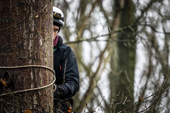 Activist Has Entrenched Himself Trees Sterrebos Editorial Stock Photo ...