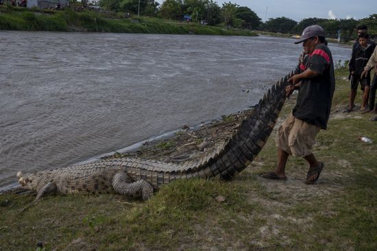 Resident Holds Tail Wild Crocodile Measuring Editorial Stock Photo ...