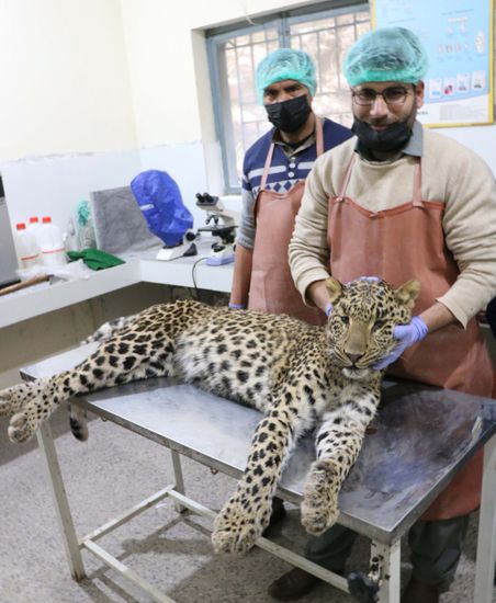 Pakistani Paramedic Staff Inspect Dead Leopard Editorial Stock Photo ...
