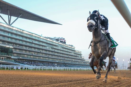 Af Alajaj Fr Ridden By Tadhg Editorial Stock Photo - Stock Image ...