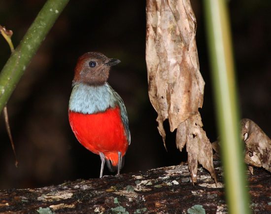 Rufiventris Red Bellied Pitta Taken By Editorial Stock Photo - Stock ...