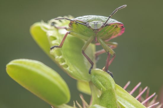 Shield Bug Known Green Vegetable Bug Editorial Stock Photo - Stock ...