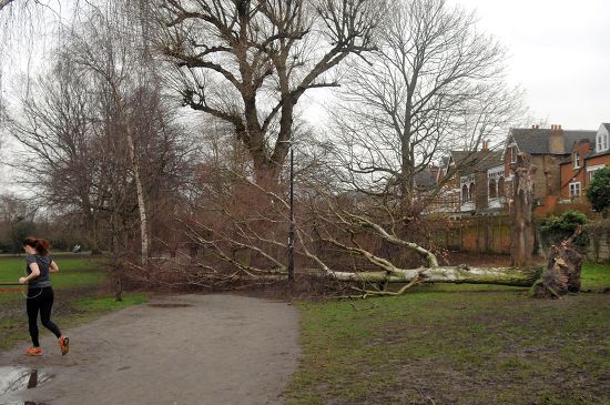Jogger Runs Around Mature Fallen Tree Editorial Stock Photo - Stock ...