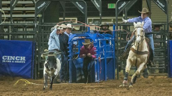 Team Roper Lassos Calf During Team Editorial Stock Photo - Stock Image ...