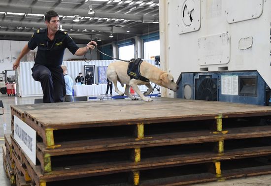 Australian Border Force Abf Dog Handler Editorial Stock Photo - Stock ...