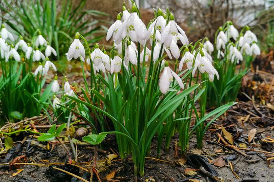 First Snowdrops Blooming During Winter Krakow Editorial Stock Photo ...