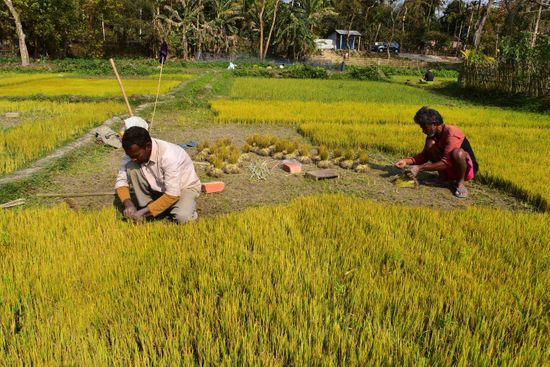 Farmers Uproot Rice Seedlings Paddy Field Editorial Stock Photo - Stock ...