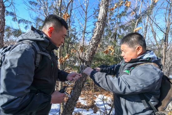 Park Rangers Remove Poachers Traps Northeast Editorial Stock Photo ...