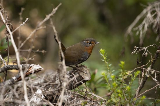 Chucao Bird That Lives Southern Temperate Editorial Stock Photo - Stock ...