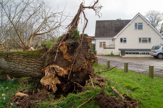Another Tree Ripped Out Ground By Editorial Stock Photo - Stock Image ...