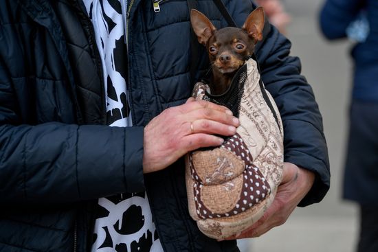 Refugee Ukraine Dog Arrives Help Center Editorial Stock Photo - Stock ...
