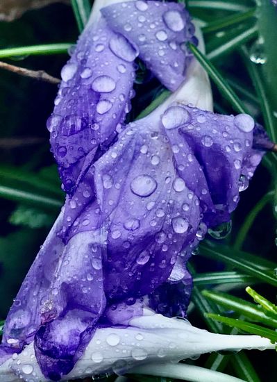 Battered Crocus Flowers After Night Heavy Editorial Stock Photo - Stock ...