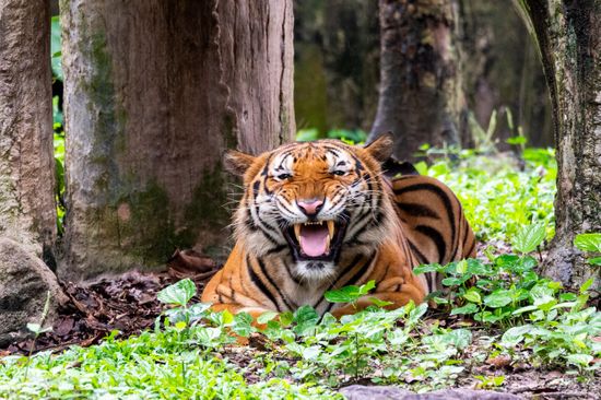 Malayan Tiger Hebat Reacts Zoo Negara Editorial Stock Photo - Stock ...