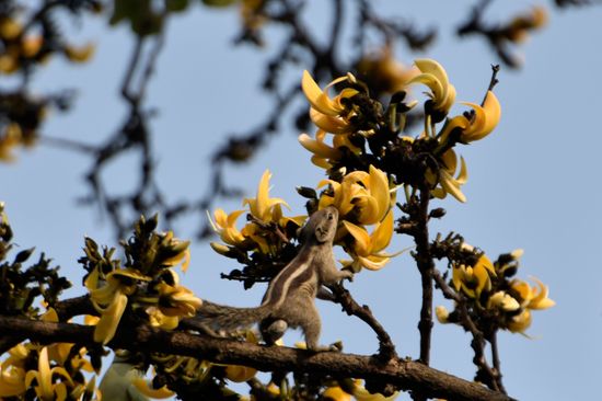 Squirrel Seen Yellow Palash Flower Tree Editorial Stock Photo - Stock ...