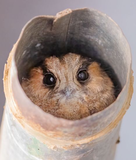 Pictured Nightjar Pipe Owl Pokes Head Editorial Stock Photo - Stock ...