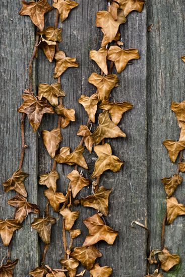 Dead Ivy Leaves Attached Fence Editorial Stock Photo - Stock Image ...