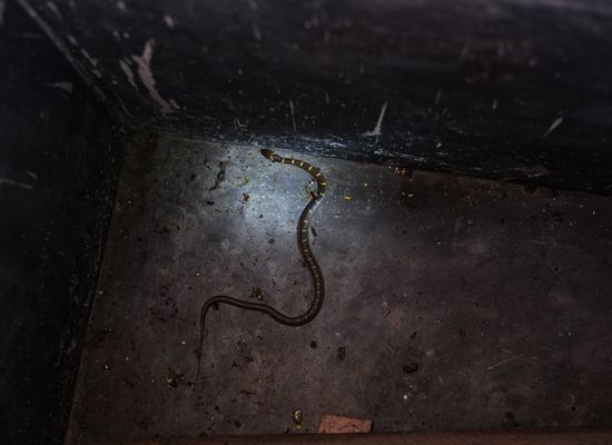 Indian Wolf Snake Lycodon Aulicus Nocturnal Editorial Stock Photo ...