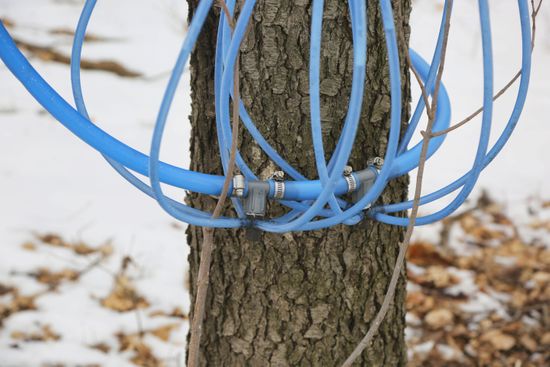 Network Vacuum Tubes Carries Sap Taps Editorial Stock Photo Stock