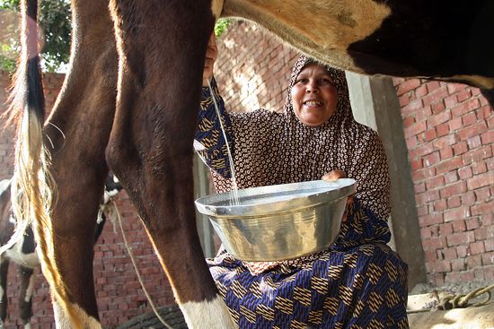 Egyptian Woman Milks Cow Giza Egypt Editorial Stock Photo - Stock Image | Shutterstock