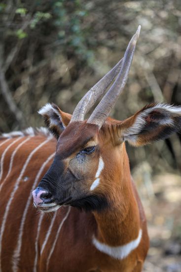 Female Mountain Bongo Breeding Boma Where Editorial Stock Photo - Stock ...