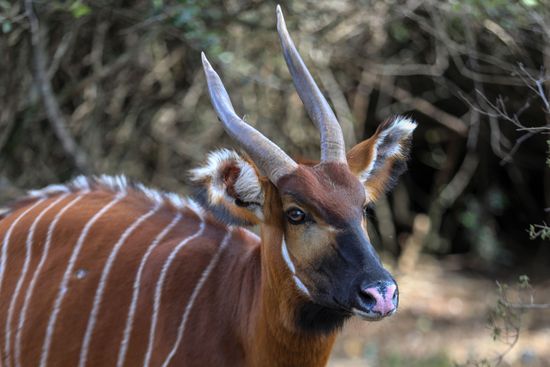 Female Mountain Bongo Breeding Boma Where Editorial Stock Photo - Stock ...