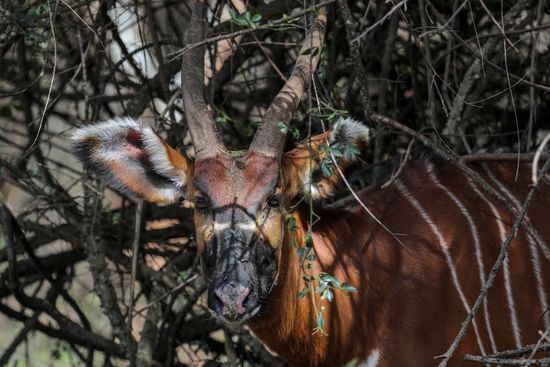Female Mountain Bongo Breeding Boma Where Editorial Stock Photo - Stock ...