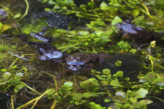 Frogs Spawning Pond Rookery Garden Editorial Stock Photo - Stock Image ...