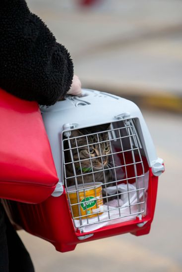 Person Fleeing Ukraine Holds Their Cat Editorial Stock Photo - Stock ...