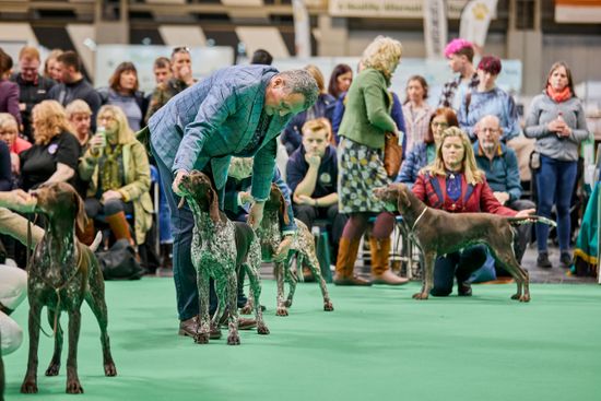 Judging German Shorthaired Pointers Crufts 2022 Editorial Stock Photo ...
