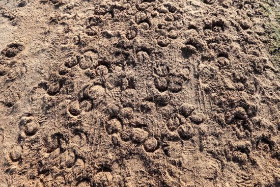 View Horses Hooves Marks On Ground Editorial Stock Photo - Stock Image ...