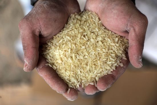 Palestinian Offers Rice Distribution Center Run Editorial Stock Photo ...