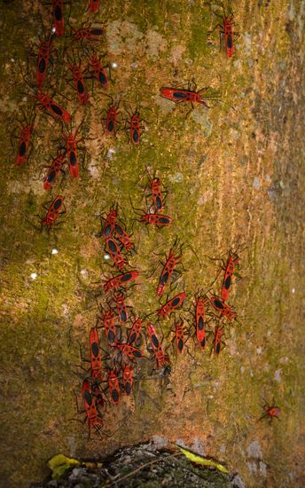 Giant Red Bug Macrocheraia Grandis Found Editorial Stock Photo - Stock ...