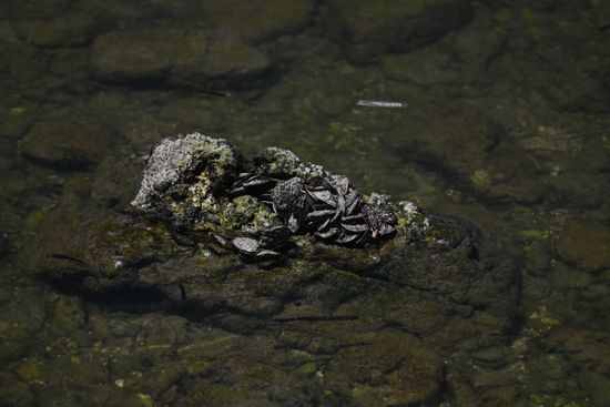 Native Shellfish Seen Nearshore Ecosystem Campeche Editorial Stock ...