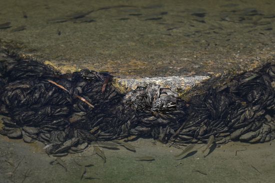 Native Shellfish Fish Seen Nearshore Ecosystem Editorial Stock Photo ...