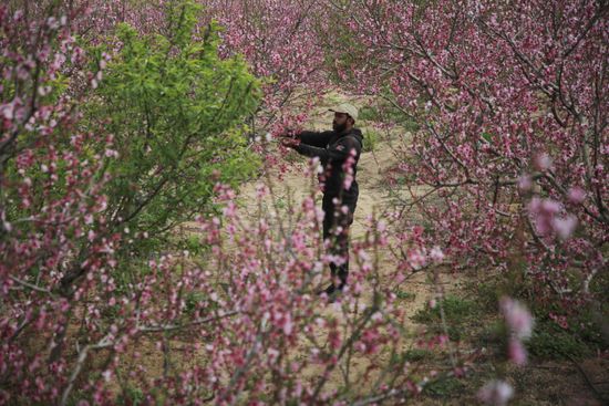 Picture Peach Blossom Flowers Beit Hanoun Editorial Stock Photo - Stock ...