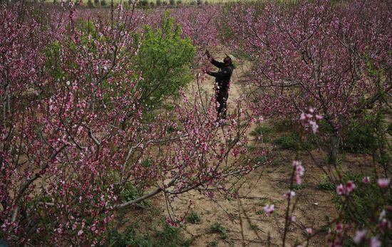 Picture Peach Blossom Flowers Beit Hanoun Editorial Stock Photo - Stock ...