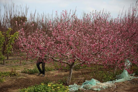 Picture Peach Blossom Flowers Beit Hanoun Editorial Stock Photo - Stock ...