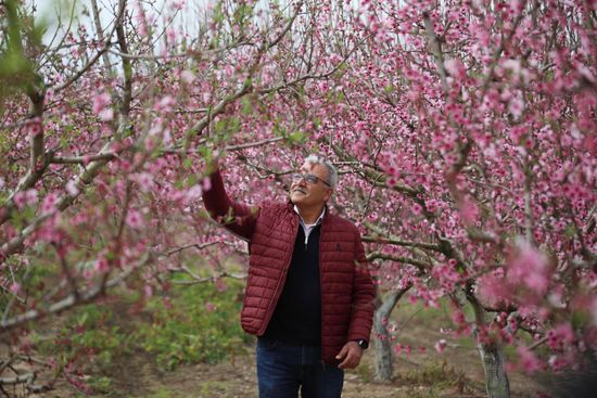 Picture Peach Blossom Flowers Beit Hanoun Editorial Stock Photo - Stock ...